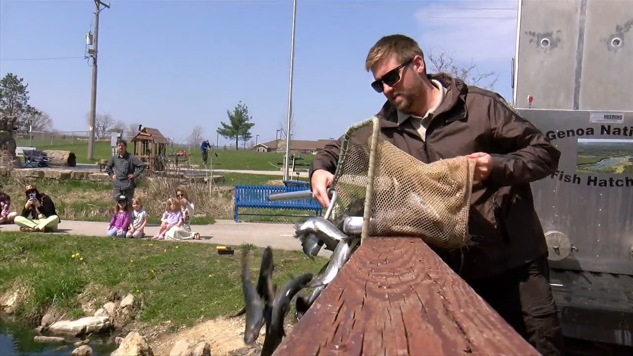 Chad Erickson Memorial Park stocked with 500 rainbow trout - YouTube
