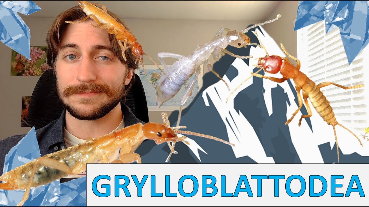 Grylloblattodea: Ice Crawlers - Order Spotlight - YouTube
