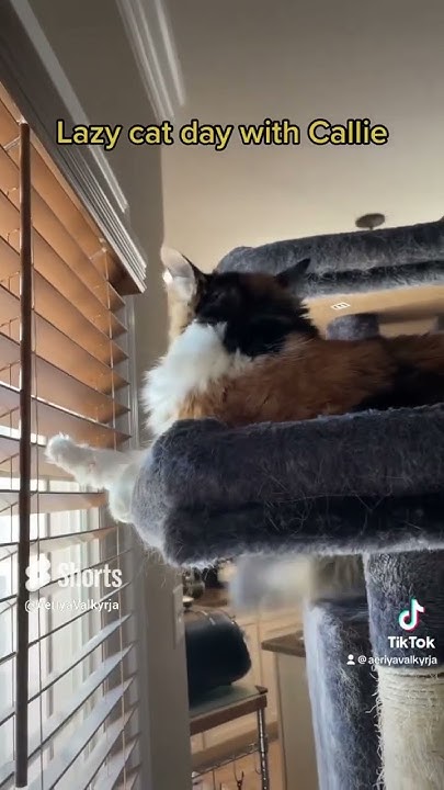 Lazy cat day with Callie #shorts #pets - YouTube