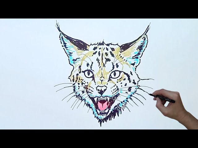 Serval Animal Drawing