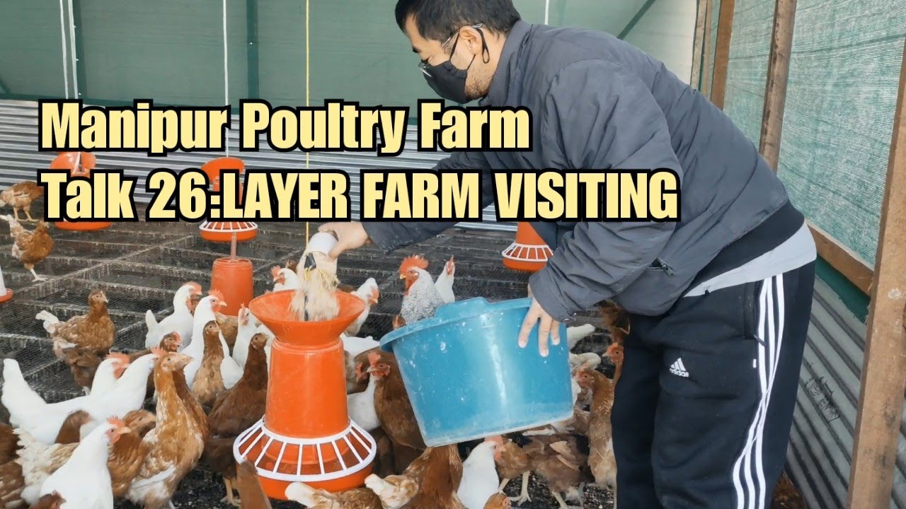 Talk 26:LAYER FARMING FIELD VISITING//MANIPUR POULTRY FARM - YouTube