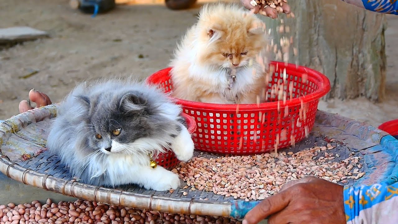 Kitten Simba is honestly perplexed by the owner's actions😹🐈 ️ ...