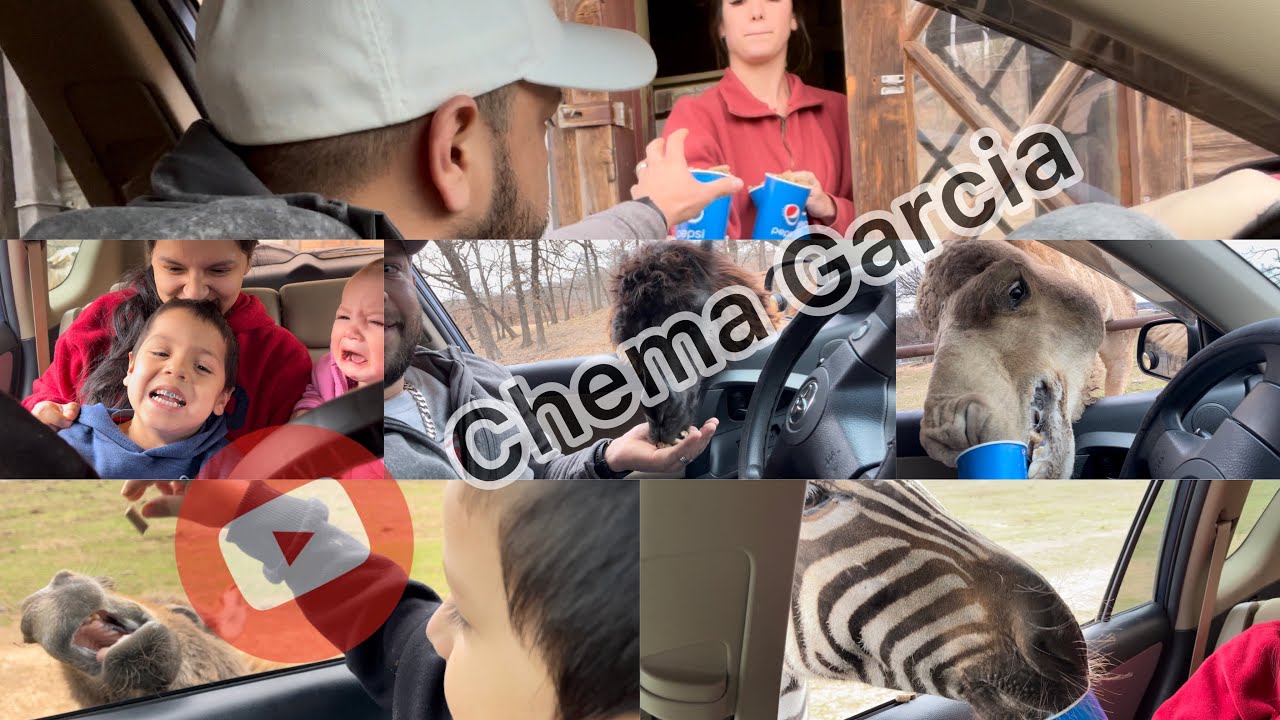 Fuimos al Safari ARBUCKLE WILDENERSS 🦒 🦬 🦓 🐫🐅🐆🦊 - YouTube