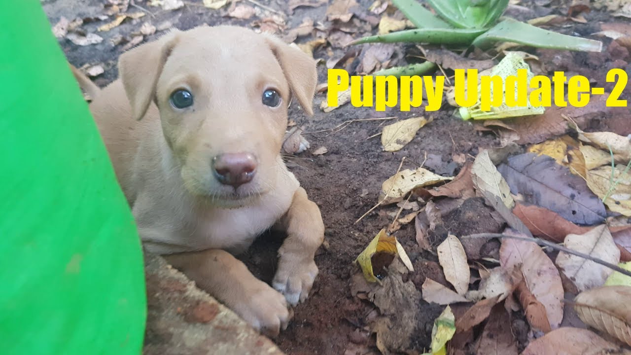 Puppy Update (part-2) - YouTube