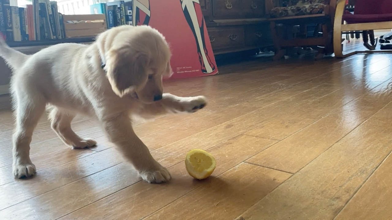 Adorable Puppy Experiences Lemon For First Time - YouTube