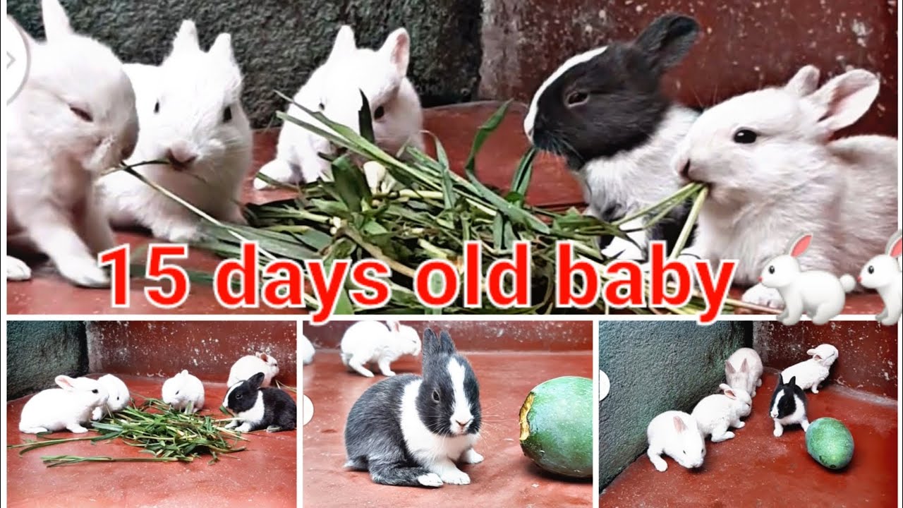 15 days old baby 🐇🐇#rabbit #viral #trending #pets #bunny # - YouTube