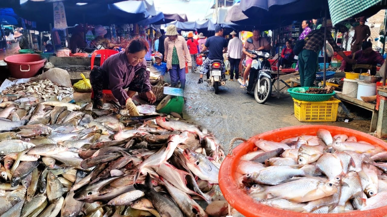ផ្សារពន្លៃថ្ងៃនេះ ខ្សត់ត្រីធំៗ តែបែជាសម្បូរត្រី...? || Freshwater Fish ...