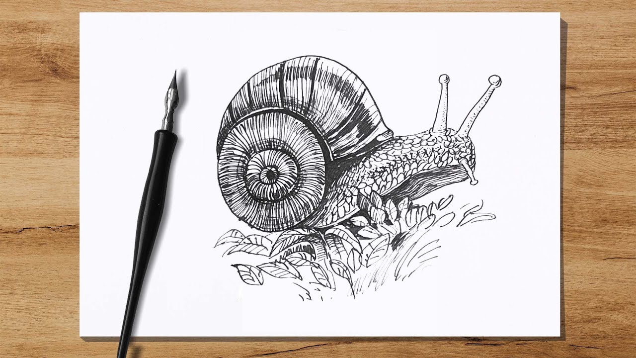 How To Draw A Snail With Pen And Ink - YouTube