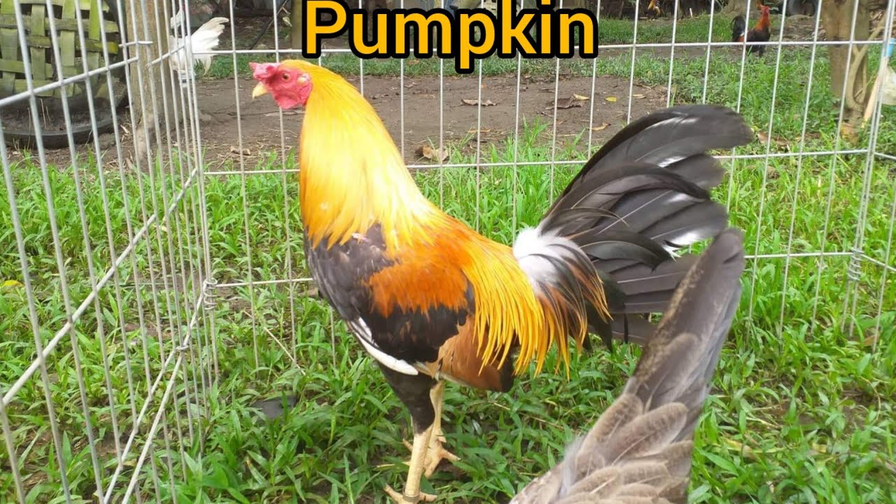 Yellow Legged Hatch Pumpkin Pair Dini Cuenca Line - YouTube