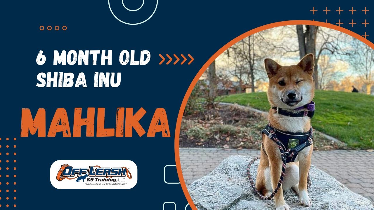 Shiba Inu, 6m/o, "Mahlika" | Amazing Shiba Inu Obedience Training - YouTube