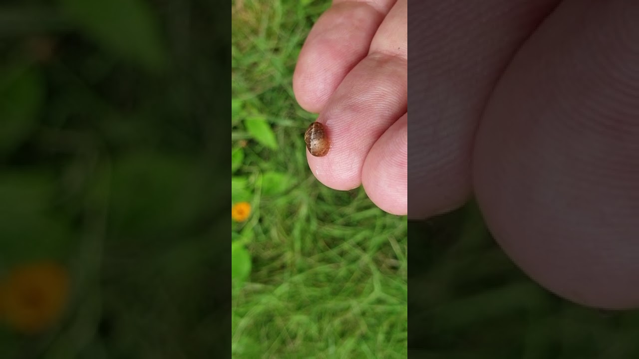 Worlds Smallest Snail 🐌 - YouTube