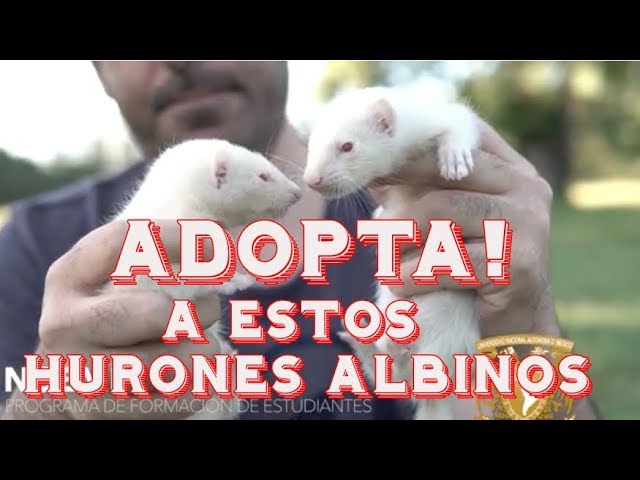 Hurón Albino Tumbado En Blanco Hurón Blanco En El Césped