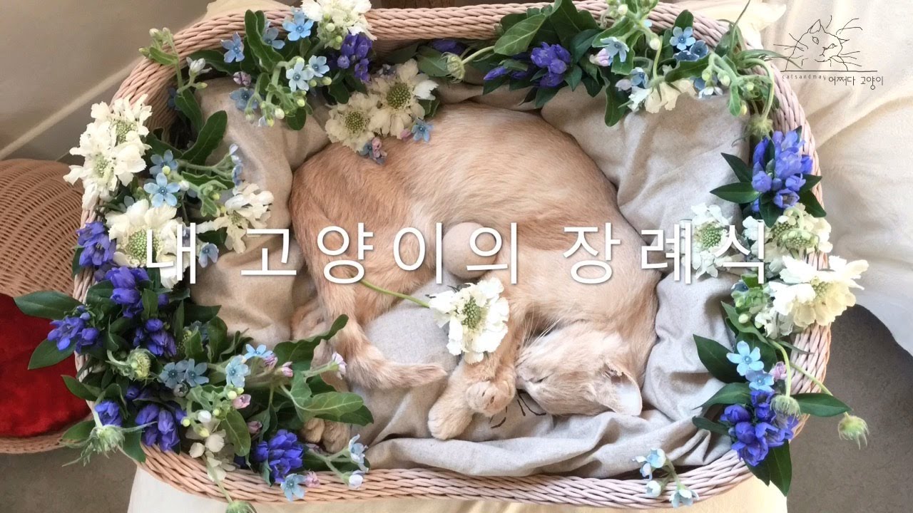 내 고양이의 장례식 My cat's funeral - YouTube