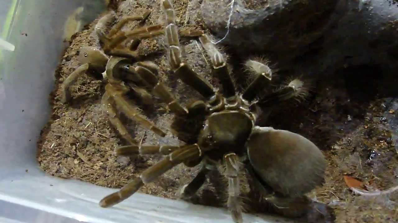 Tarantula mating - Hysterocrates gigas mating - YouTube