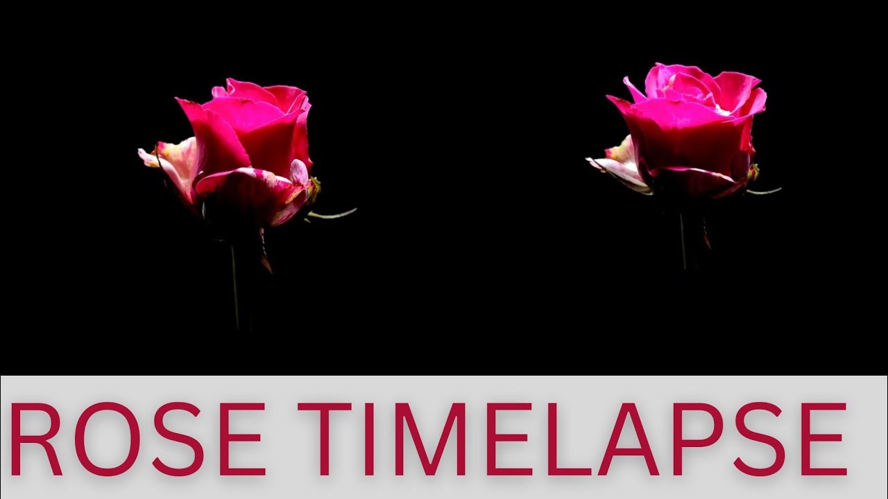 TIMELAPSE OF BLOOMING ROSE FLOWER IN SLOW MOTION rotting food,rotting ...