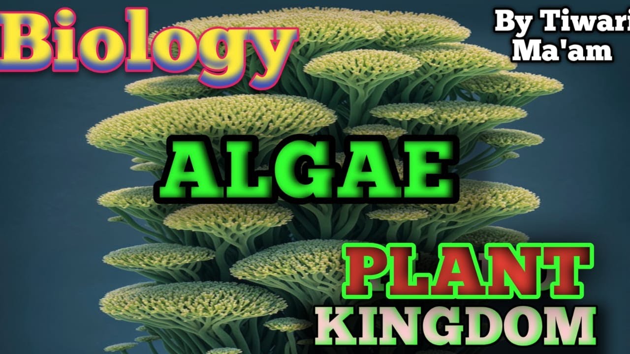 What Is Algae? || Types of Algae || Biology || - YouTube