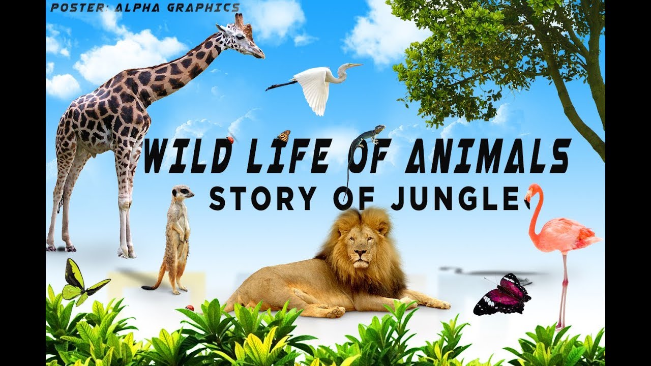 Short Film Documentary || Wild Life of Animals || Story of Jungle - YouTube