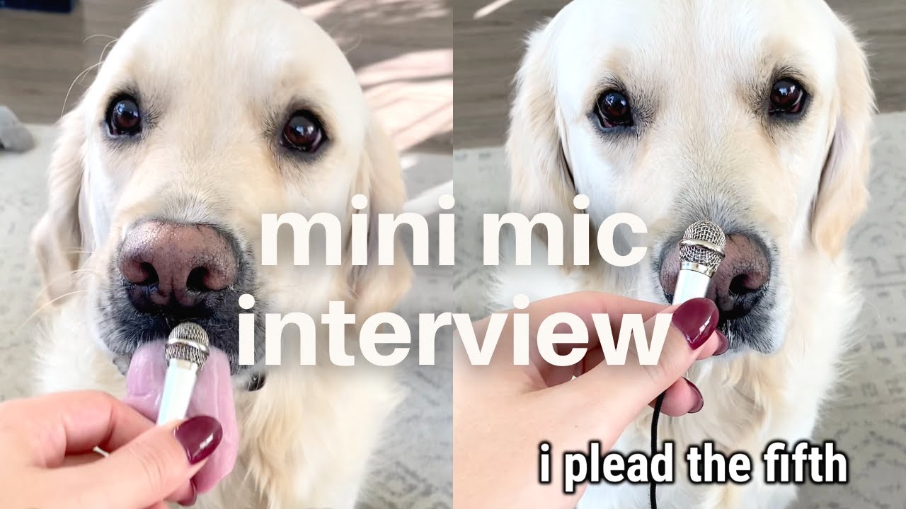 Interviewing My Dog With a Mini Microphone | Funny ASMR | English Cream ...