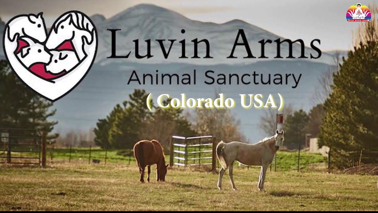 Ahimsa in Action | Virtual Tour of Luvin Arms Animal Sanctuary ...