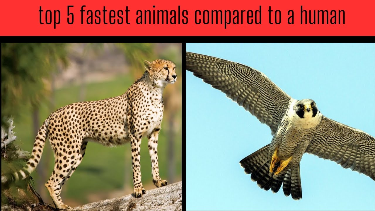 top 5 fastest animal vs humans - YouTube