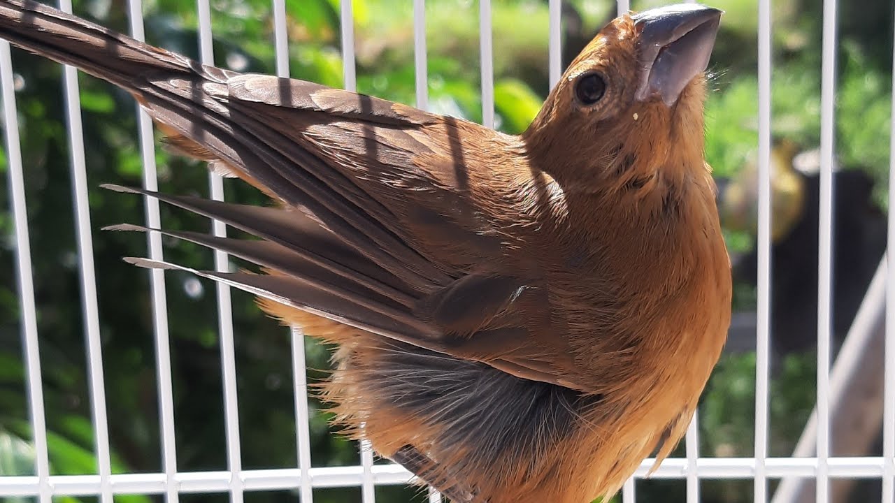 Fêmea FOGOSA de AZULÃO!!! está PRONTA pra fazer o seu azulão CANTAR ...