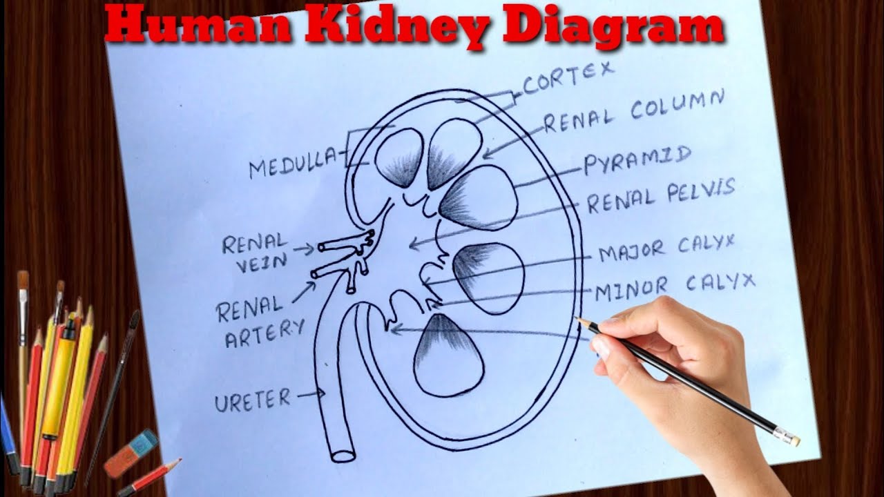 Human Kidney diagram||How to draw easy ways kidney diagram - YouTube