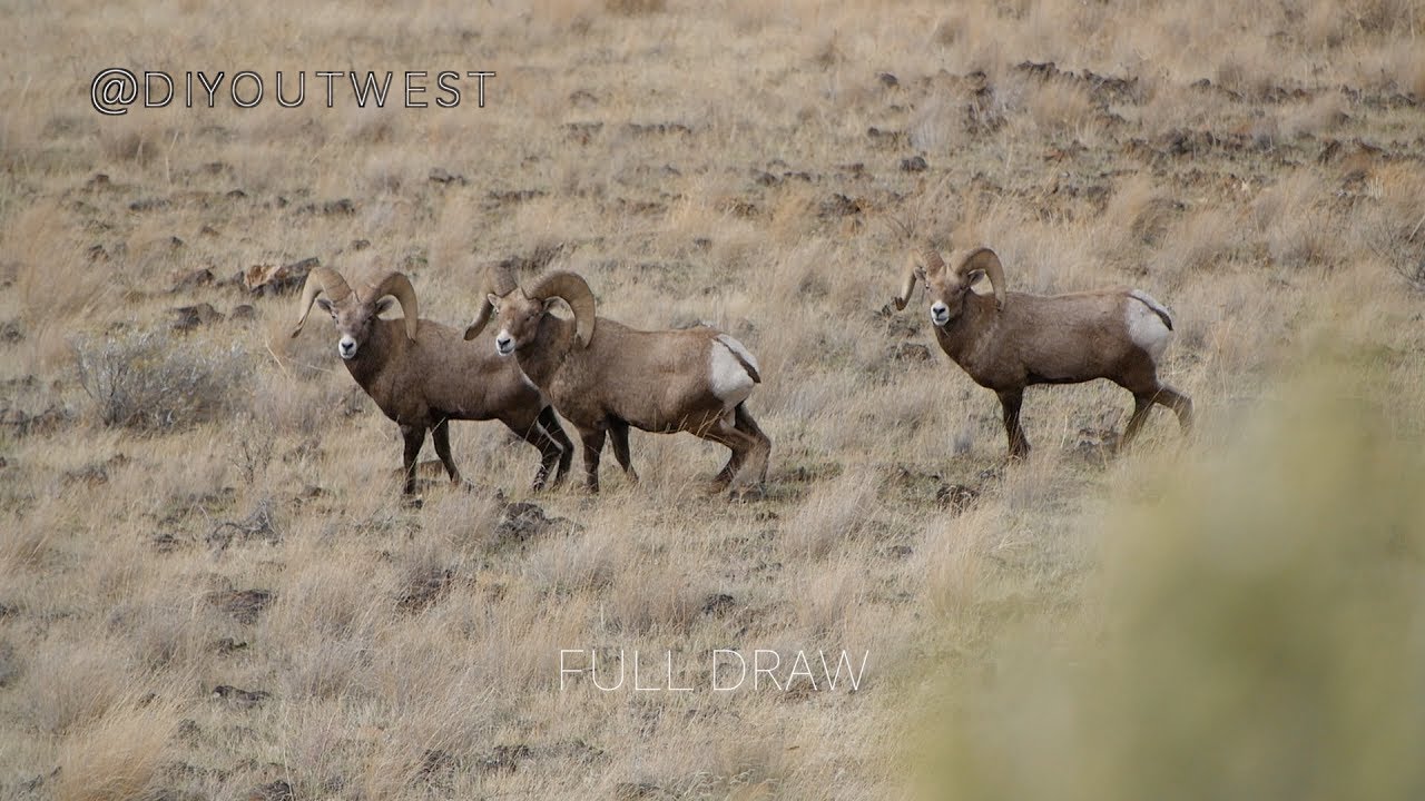Only Once: Oregon Archery Ram Hunt - YouTube
