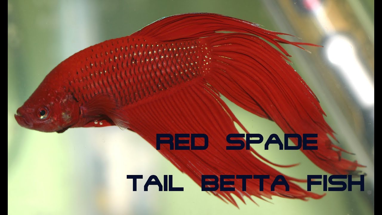 veil tail betta fish - YouTube