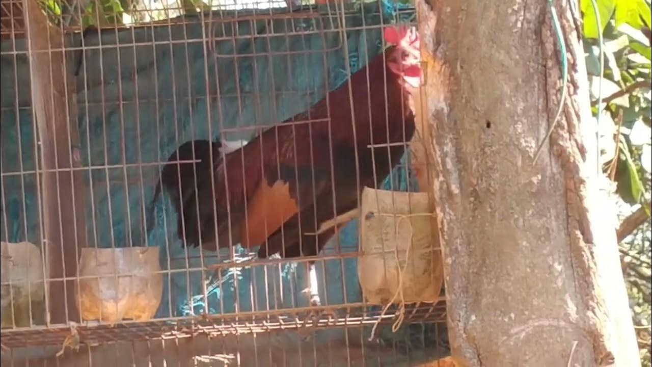 qaib f2 zoo nraug - YouTube