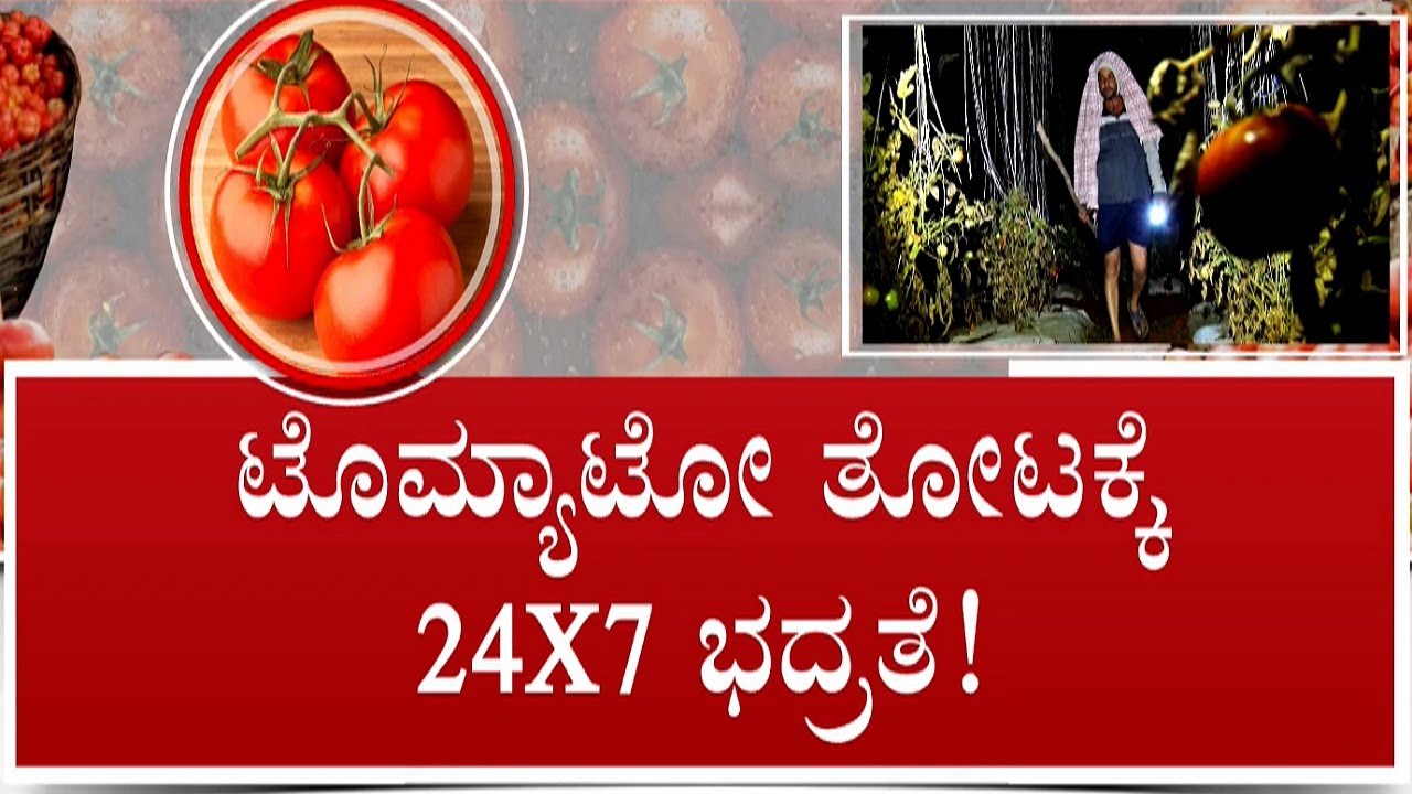 Farmers Provide Tight Security For Tomato Crops To Stop Stealing Amid ...