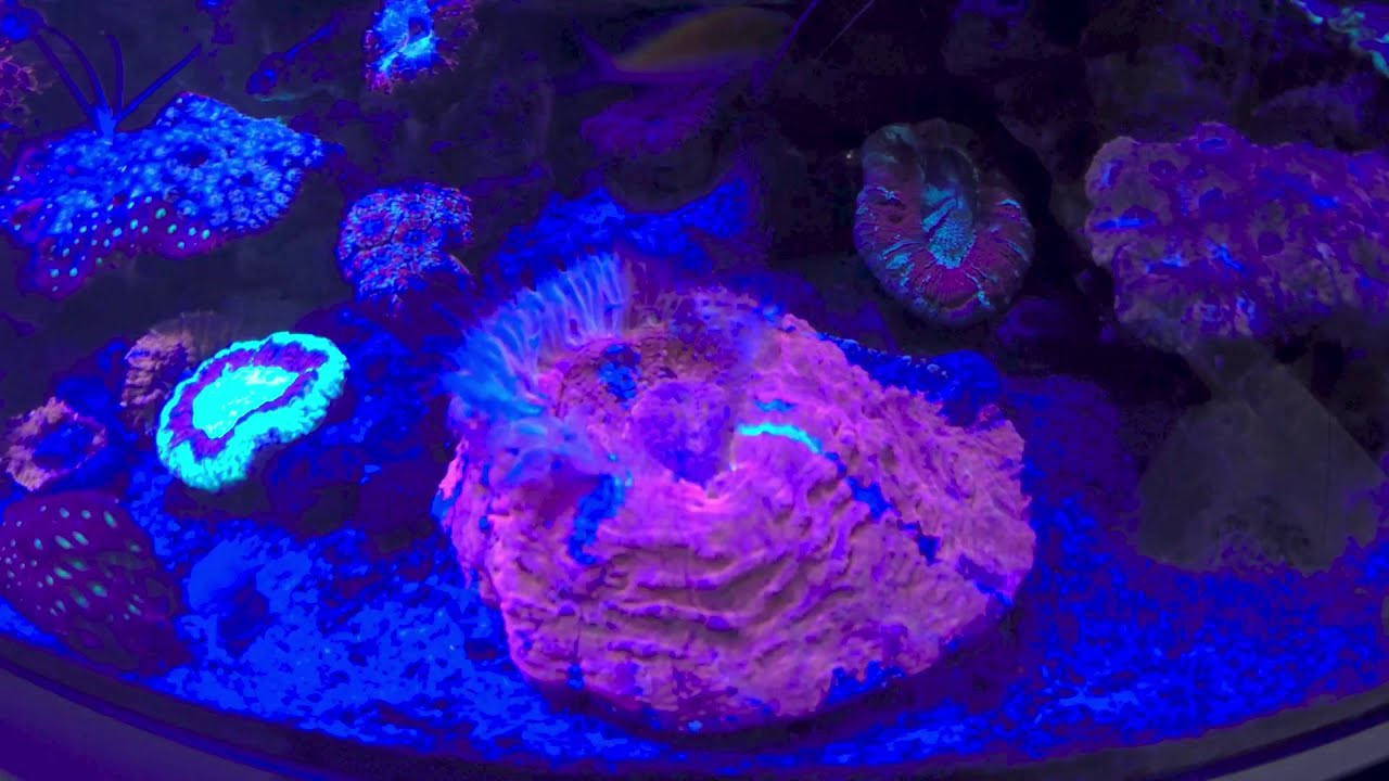 Doughnut Coral Feeding - YouTube