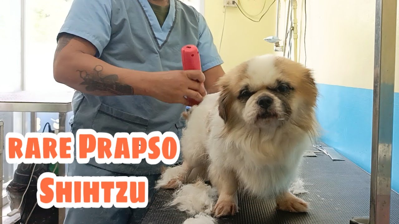 The Rare breed of Dog Prapso Shihtzu summer cut look complete Grooming ...