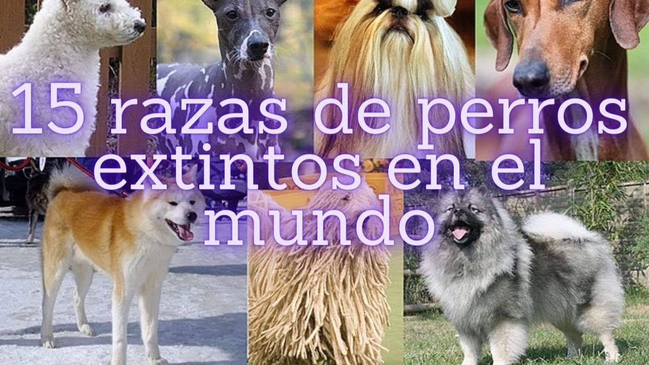 15 razas de perros extintos en el mundo - Resumen - YouTube