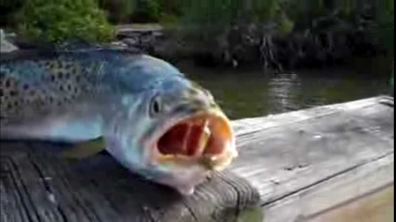 Tony's Fishing Adventures 12/08/2012 - YouTube