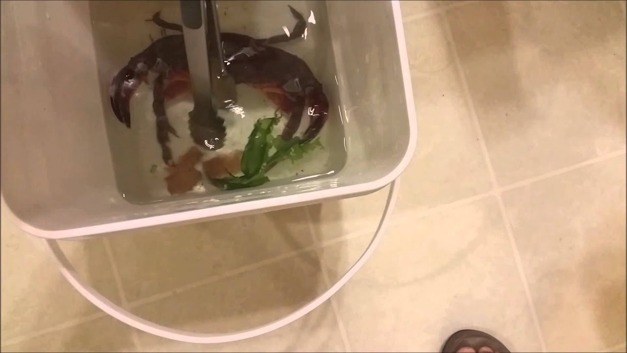 Funny Crab Attack Snapping Swinging Boxing - YouTube