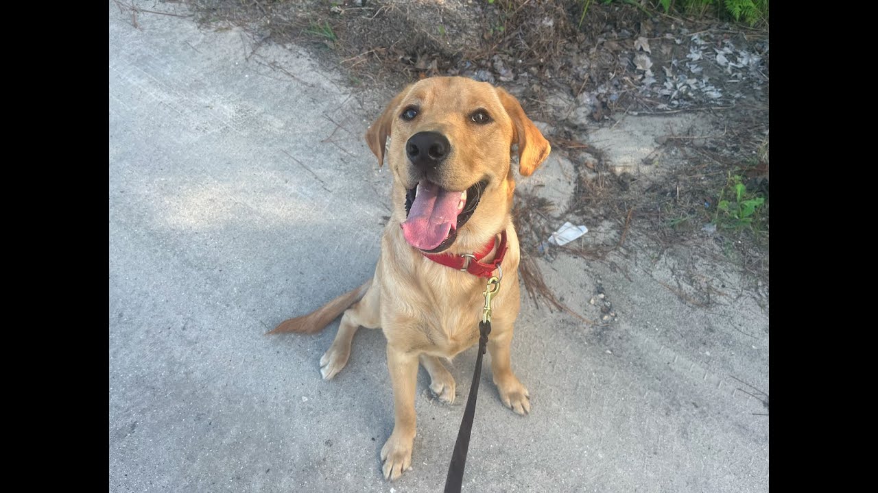 9 Month Old Lab Mix "Cooper"| Orlando Dog Trainers| Central Florida Dog ...