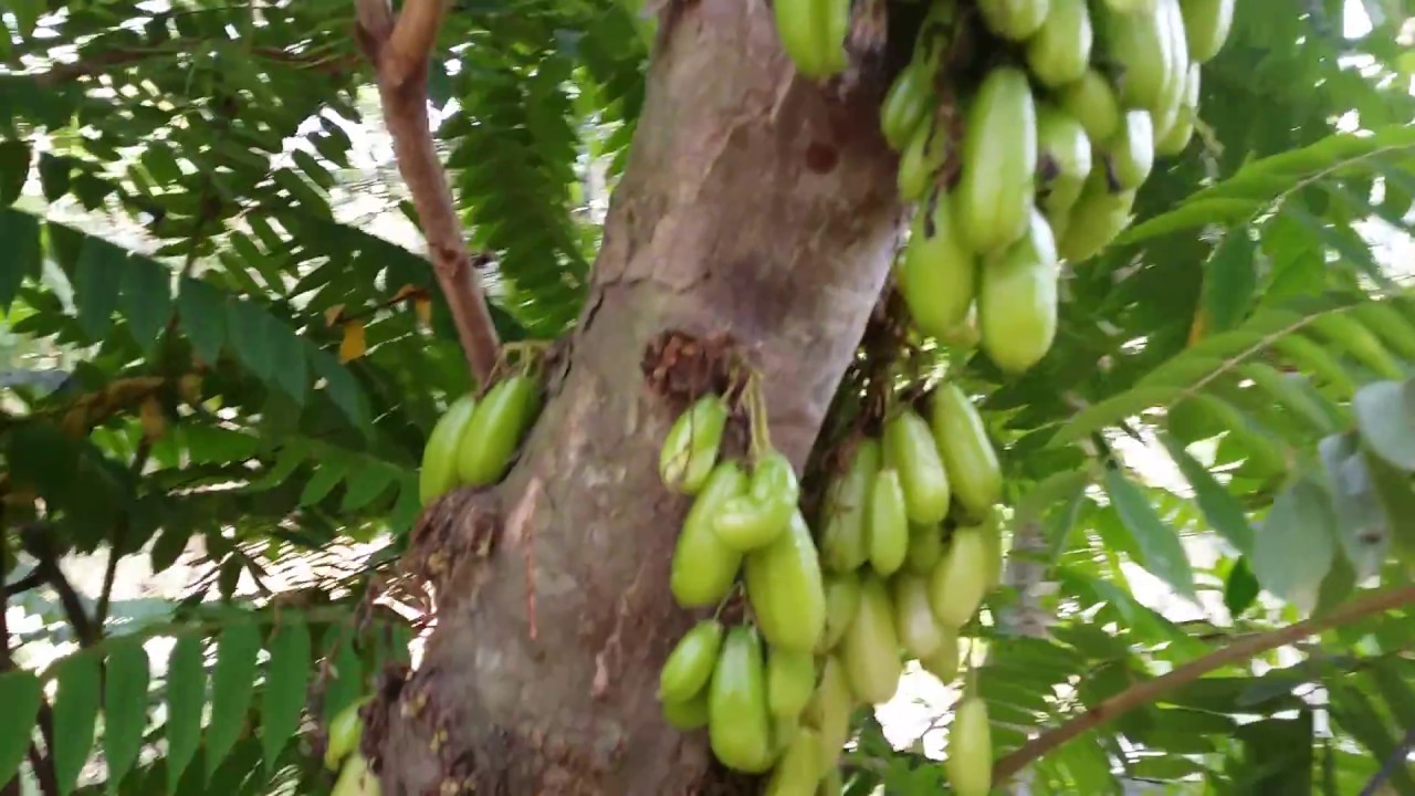 Irumban Puli/Pulinchikka - YouTube