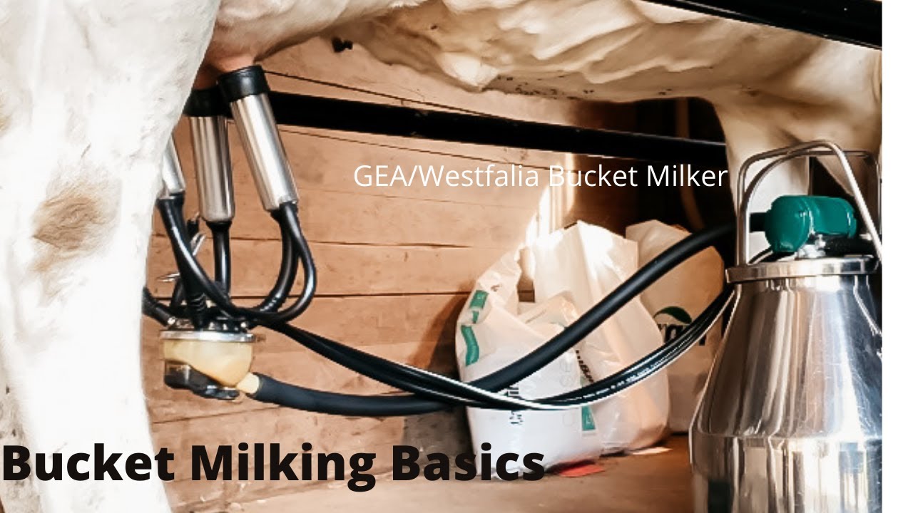 The Basics of Bucket Milking Cows | GEA/Westfalia System - YouTube