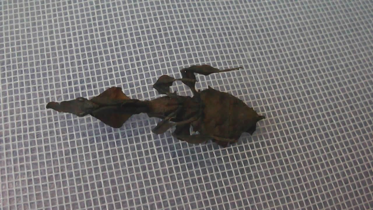 Dead Ghost Mantis kills a fly - undead! (Phyllocrania paradoxa ...