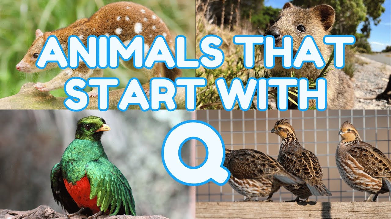 What Is The Animal That Starts With The Letter Q