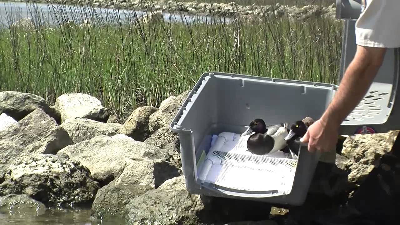 First birds released after rehabilitation - YouTube