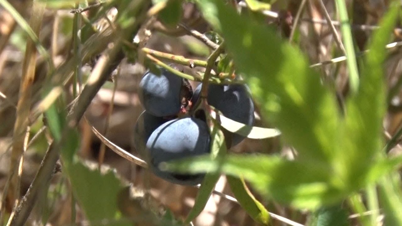 906 Outdoors - Blueberries, Harvesting Birch Bark - YouTube