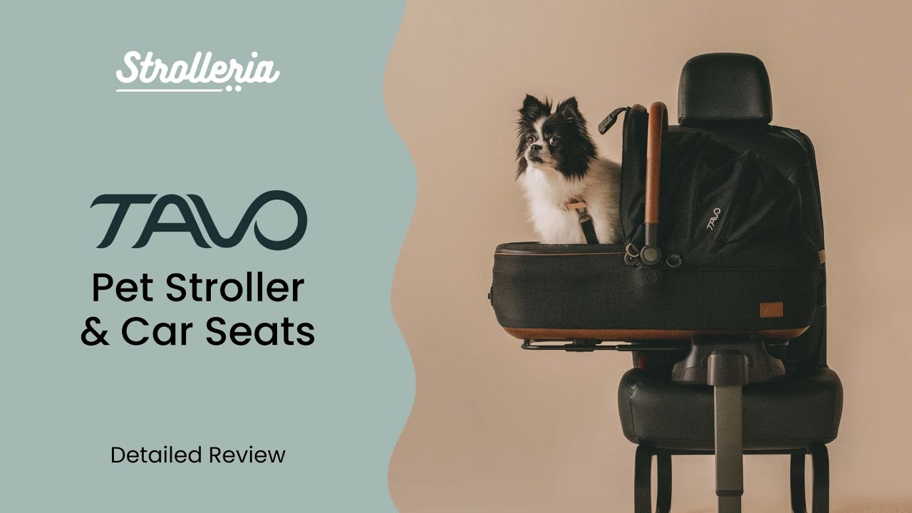 Tavo Pets: Why this pet gear is changing the game is safety and style ...