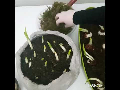 Saksıda Nergis Yetiştirmenin 15 Püf Noktası #soğanlıbitkiler  15 tips to grow daffodils #plant
