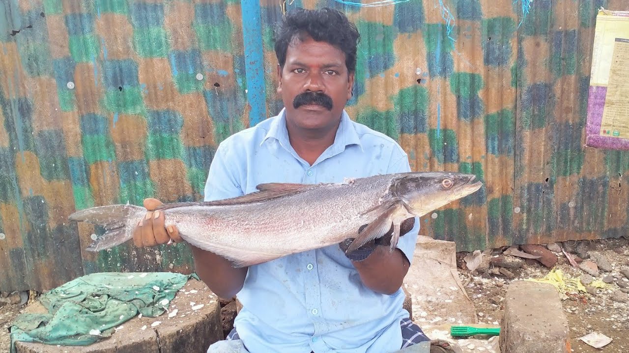 kadal Viral Fish Cutting in kasimedu fish market - YouTube
