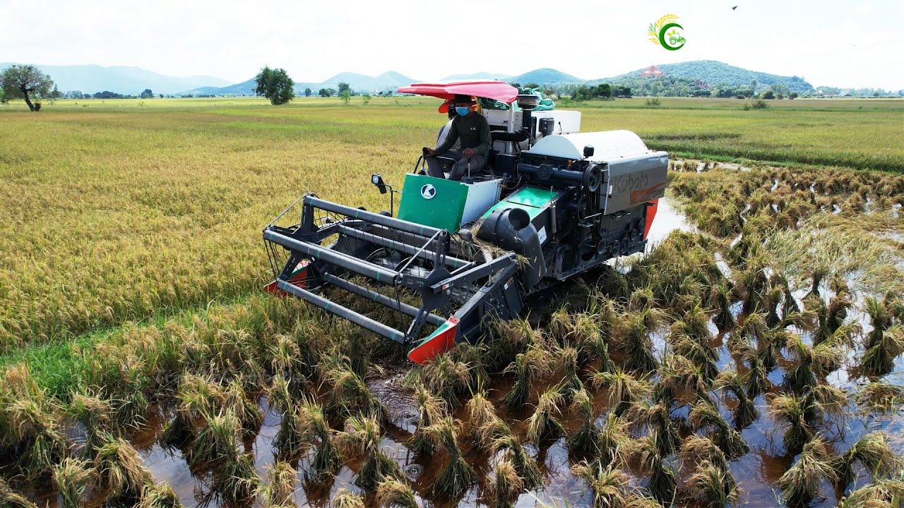 Incredible Harvester Machinery Harvesting Rice At Rice Farms | Nice ...