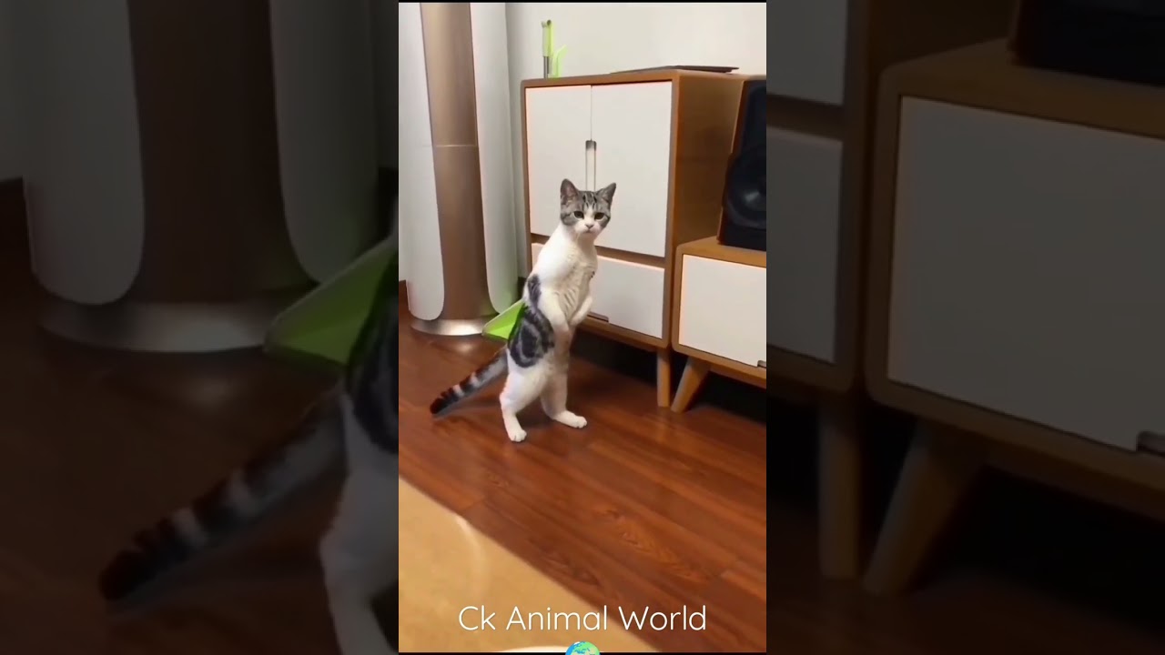 Funny cat walking 🤣😂🤣😂🤣🤣🤣 - YouTube