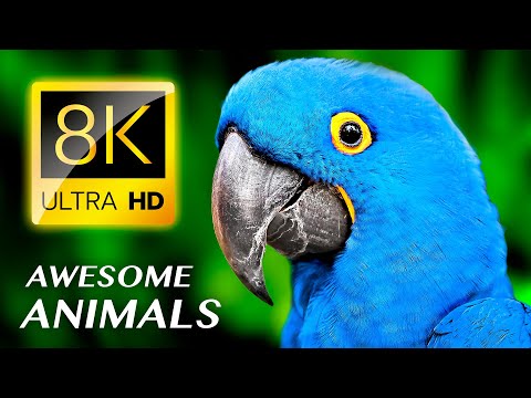 MUHTEŞEM HAYVANLAR 8K ULTRA HD