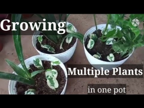 Growing Multiple Plants In One Pot/Greening Around - YouTube