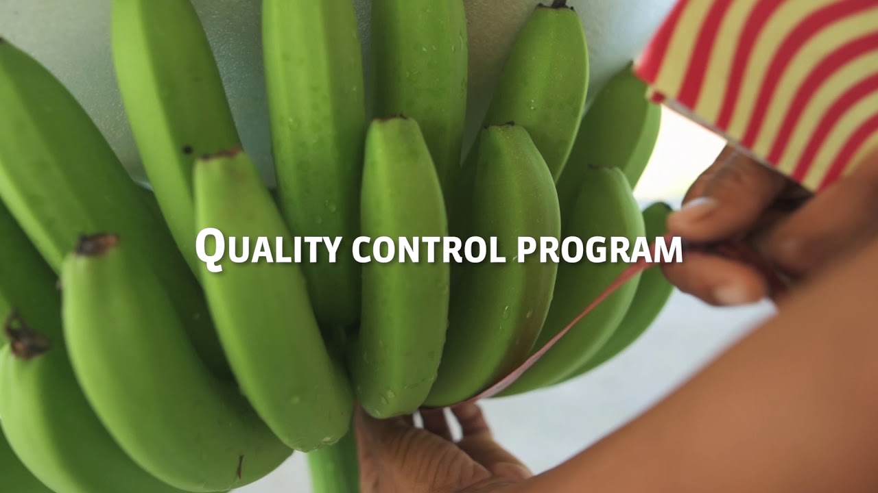 Organic Banana - Coliman Farms - YouTube
